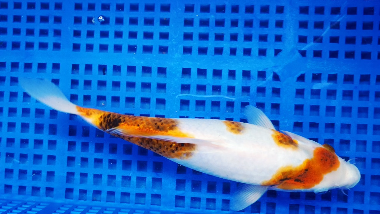 Tosai Koromo 38 cm. F09 – Fumetsu 2022 Koifarm