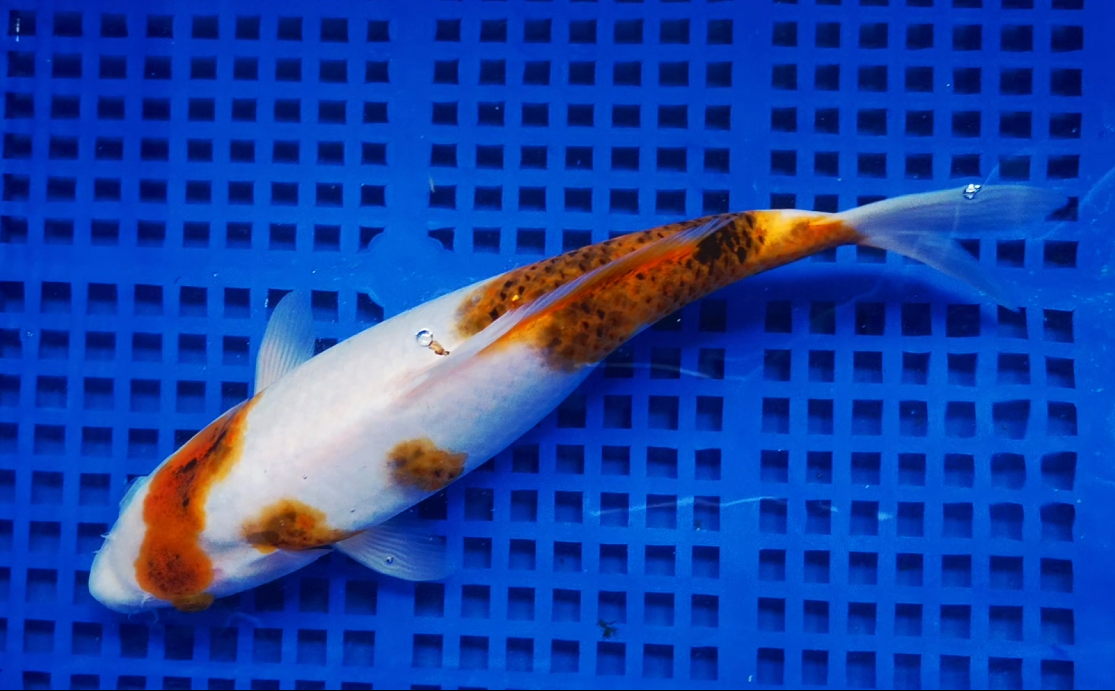 Tosai Koromo 38 cm. F09 – Fumetsu 2022 Koifarm